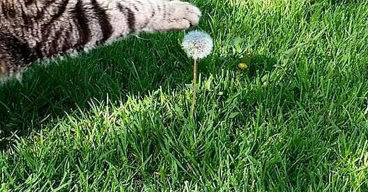 Hello. This Cat. | Substack