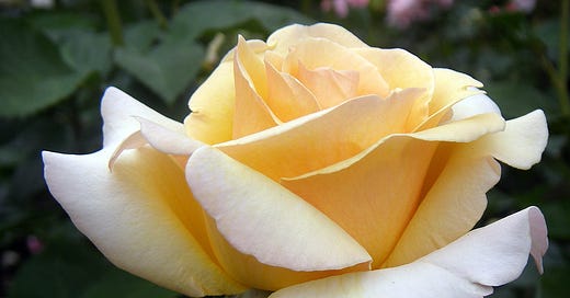 Everyday Heaven...Live Each Extraordinary Day | Cheryl Dalsanders | Substack