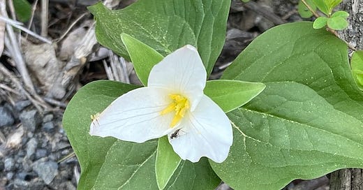 Creative Late Bloomers | Sue Kusch | Substack