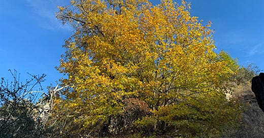 方舟子Shimin’s Substack | 方舟子Shimin Fang | Substack