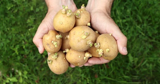 Practical Self Reliance | Ashley Adamant | Substack