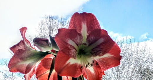 The Crash Report | Crash Barry | Substack