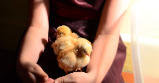 The Independent Rancher | Andrea Hutchison | Substack