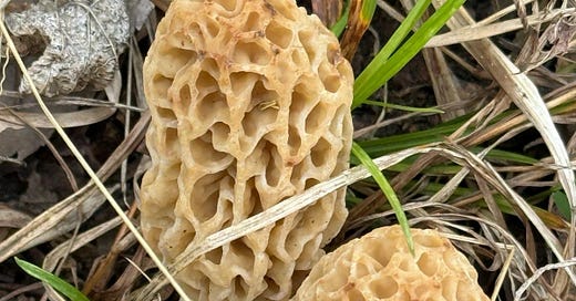 The Yogahag Journal | Melanie McLeod | Substack