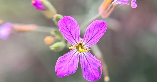 方舟子Shimin’s Substack | 方舟子Shimin Fang | Substack