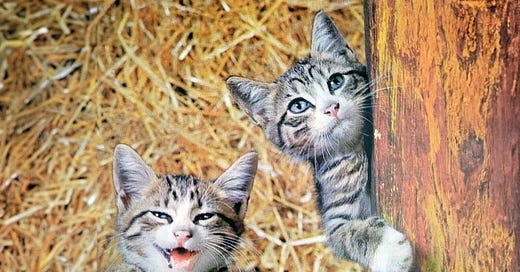 Hello. This Cat. | Substack