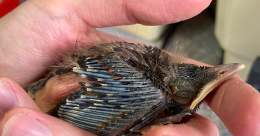 Death & Birds | Chloe Hope | Substack