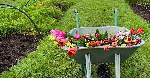 Common Farm Flowers by Georgie Newbery | Substack