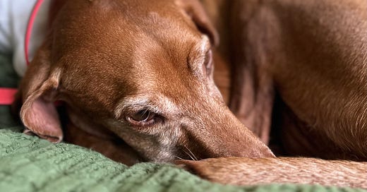 More Beautiful Than Necessary | Tresta Payne | Substack