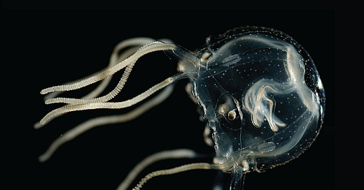 Fun Fact Friyay | Joey Held | Substack