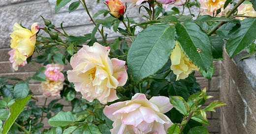 Sparkle on Substack | Claire Venus (she/her) | Substack