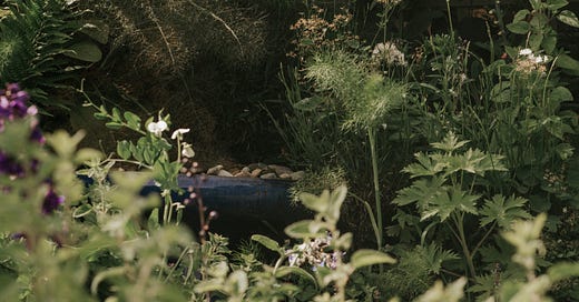 Pollination Garden | Mel Adams | Substack