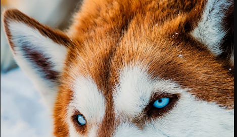 White’s Substack | White Wolf | Substack