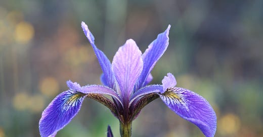 The Electric Grandma | Meredith Angwin | Substack