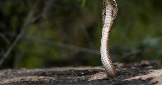 Regenera | John Dass | Substack