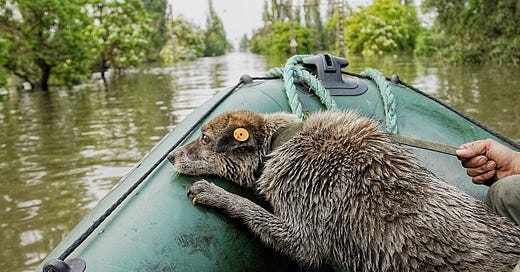 The Counteroffensive with Tim Mak | Substack