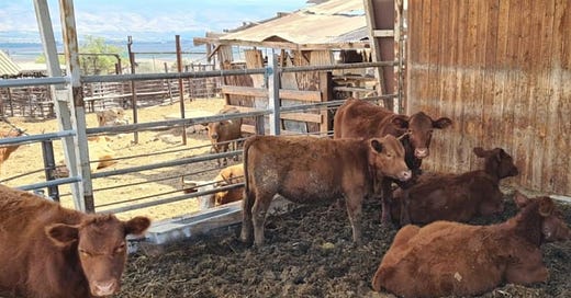 The Five Red Heifers - by Becomelects Ministry