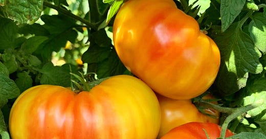 Tomato Confidential | Chicago Tomato Man | Substack