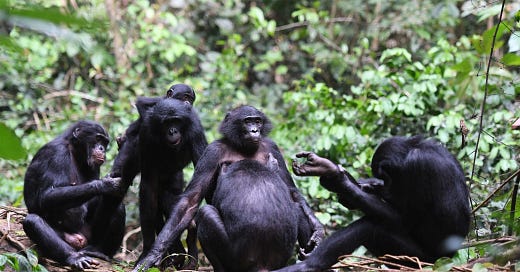 Primatology.net | Substack