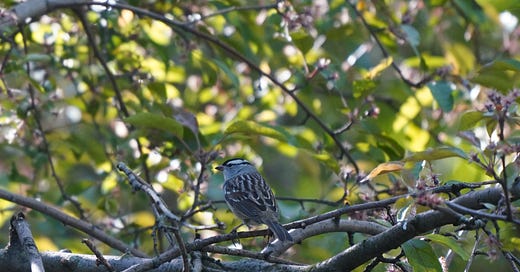 This Week in Birding | Bob Dolgan | Substack