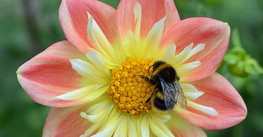 Inside Salisbury | Substack