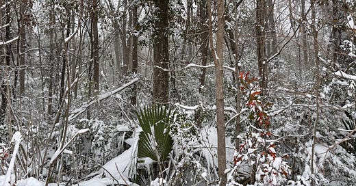 Minor Fossil | Substack