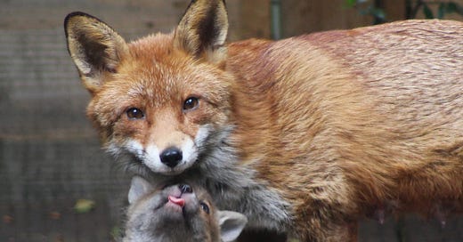 Creative Joy Club | Susannah Conway | Substack