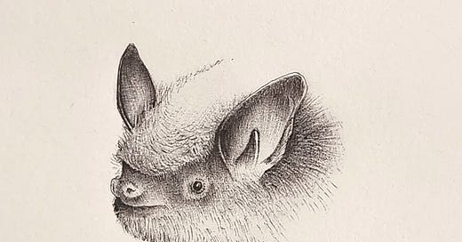 Drawing the Natural World | Val Webb | Substack