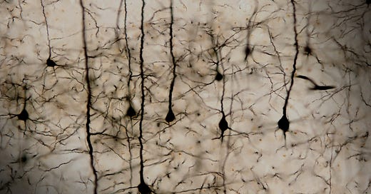 Michael’s Substack | Michael Nehls, MD, PhD | Substack