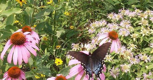 Free Radio Rulo | Substack