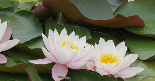 Socratic Psychiatrist | Martin Greenwald, M.D. | Substack