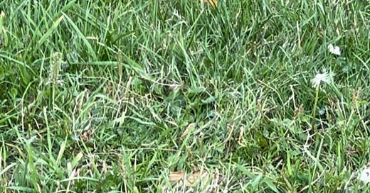 Daily Rhyme | Where the wild things are | Substack