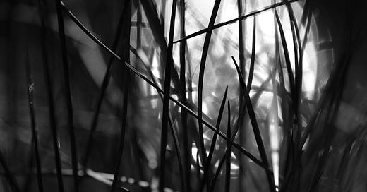 FLOW : Letters from the moss | Michela Griffith | Substack