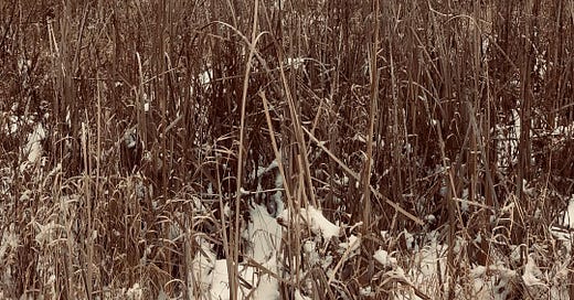 The Pine Desk | Barbara Briggs Ward | Substack