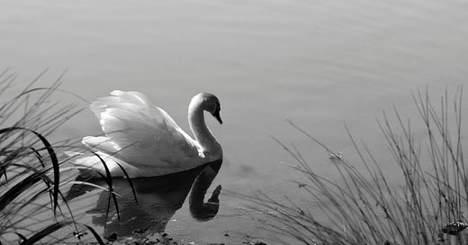 Wand(HER)wild | Substack