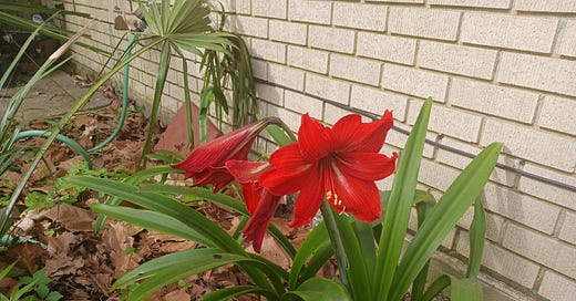 Stefan’s Substack | Stefan A. Schoellmann | Substack