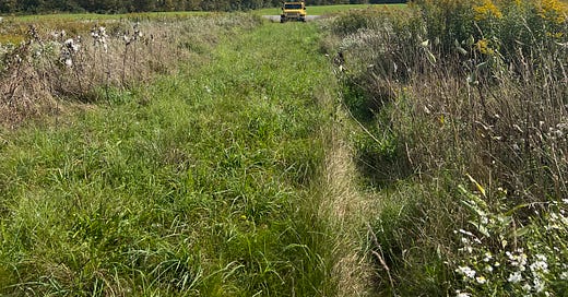 House of Green | Alexandra Fasulo | Substack