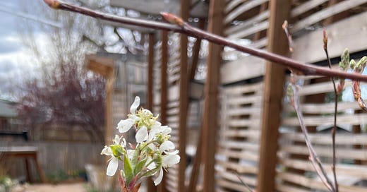 Wild Revival Gardening with Angela K. Nickerson | Substack