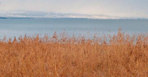 Cuerpos de Agua | Matías Plass | Substack