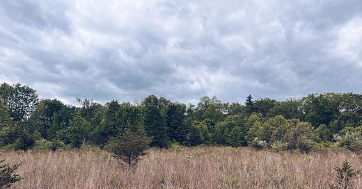 Recovering | Holly Whitaker | Substack