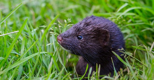 Insight | zeynep | Substack