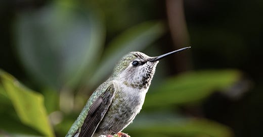 LampPost Victoria | Substack