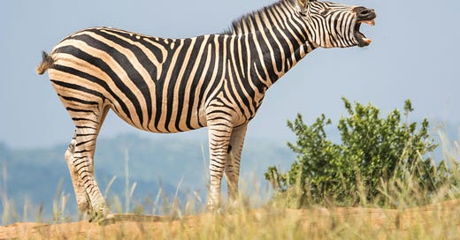 Boring Money | Shreedhar Manek | Substack