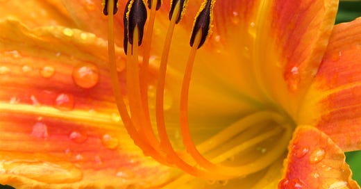 Matte & Shiny Objects | Ananda X. Suddath | Substack