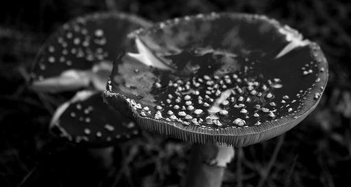 The Creative Genius Club | Shevaun Stonem | Substack