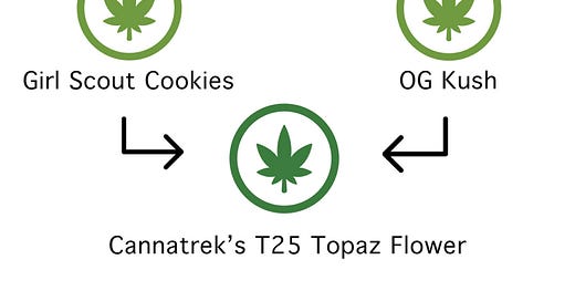 Cannatrek's T25 Topaz Flower Review | AusCannaReviews