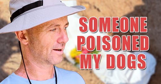 Happy Doggo | Niall Harbison | Substack