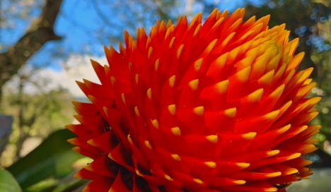 The Predators versus The People | Mees Baaijen | Substack