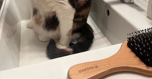 Ann’s Substack | Ann Hood | Substack