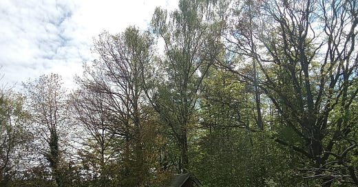 Wood From Eden | Tove K | Substack